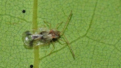Stephanitis exigua · iNaturalist Mexico