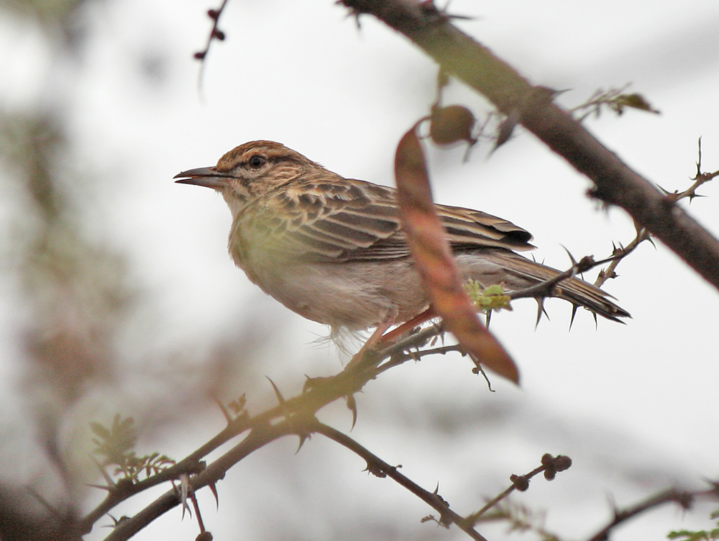 Gillett's Lark from Negele, Ethiopia on January 25, 2009 at 02:56 AM by ...