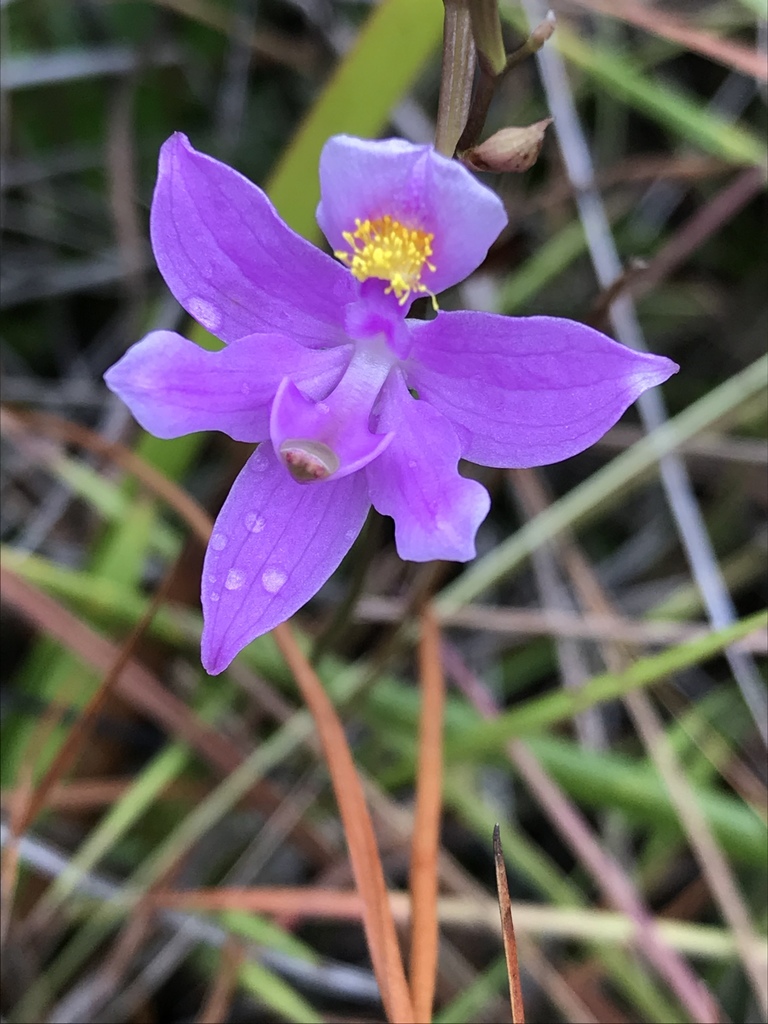 Bearded Grasspink from Jonathan Dickinson State Park, Hobe Sound, FL ...