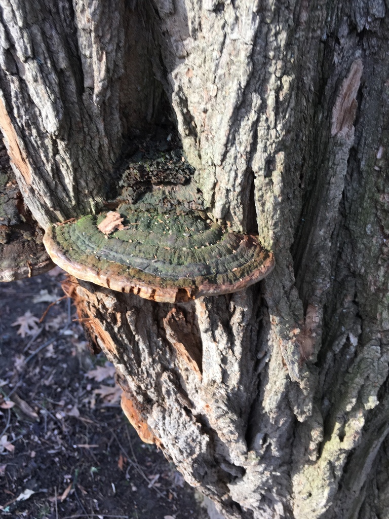 Cracked Cap Polypore from Ben Hur St, Pittsburgh, PA, US on December 26 ...