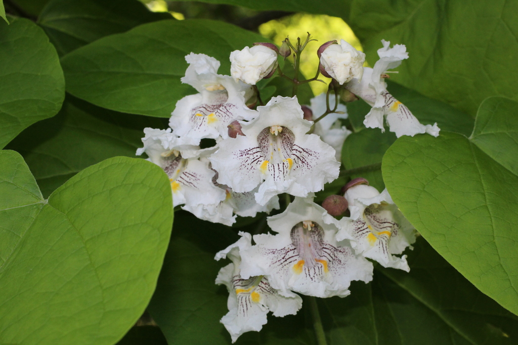 southern catalpa from Wapanocca National Wildlife Refuge on May 15 ...