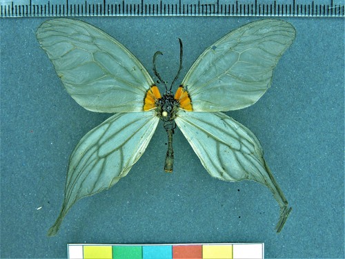 Elcysma dohertyi · iNaturalist