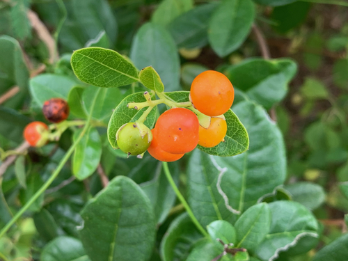 roble de guayo (Bourreria virgata) · iNaturalist United Kingdom