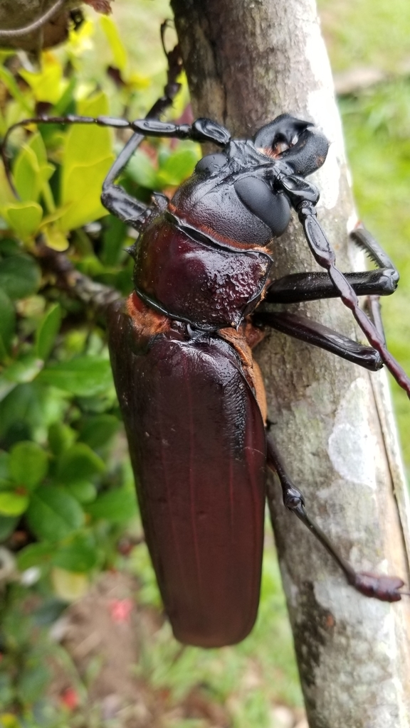 Titanus Giganteus Titanus Giganteus Insect Met Een Witte Achtergrond
