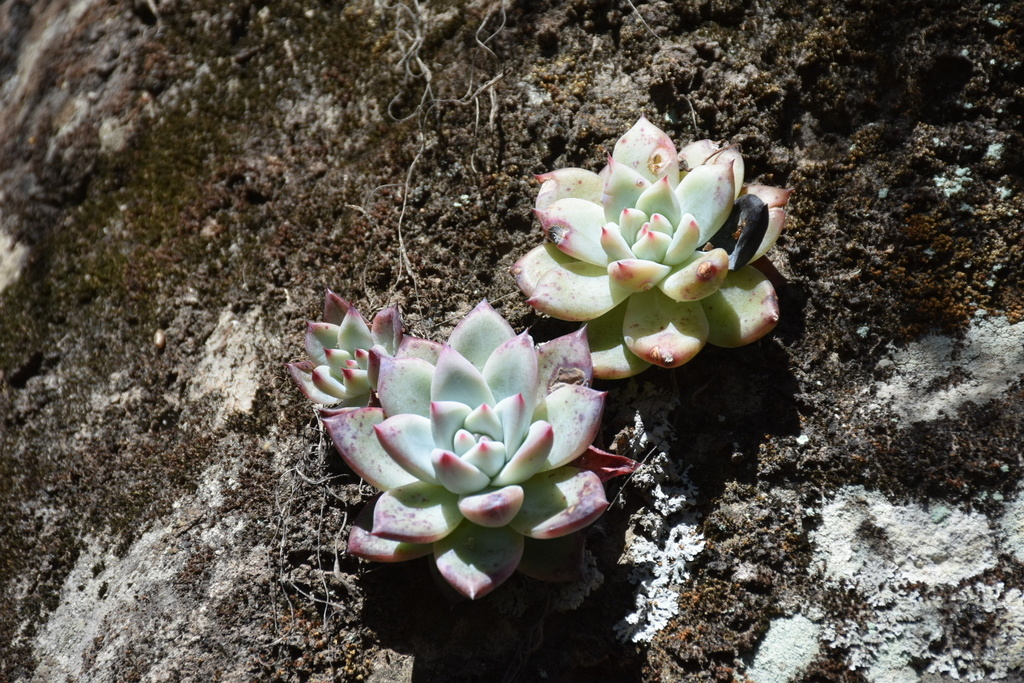 Echeveria colorata from Tapalpa, JAL, MX on December 26, 2019 at 02:02 ...