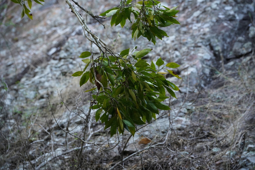 Black Ironwood from Vhembe District Municipality, South Africa on ...