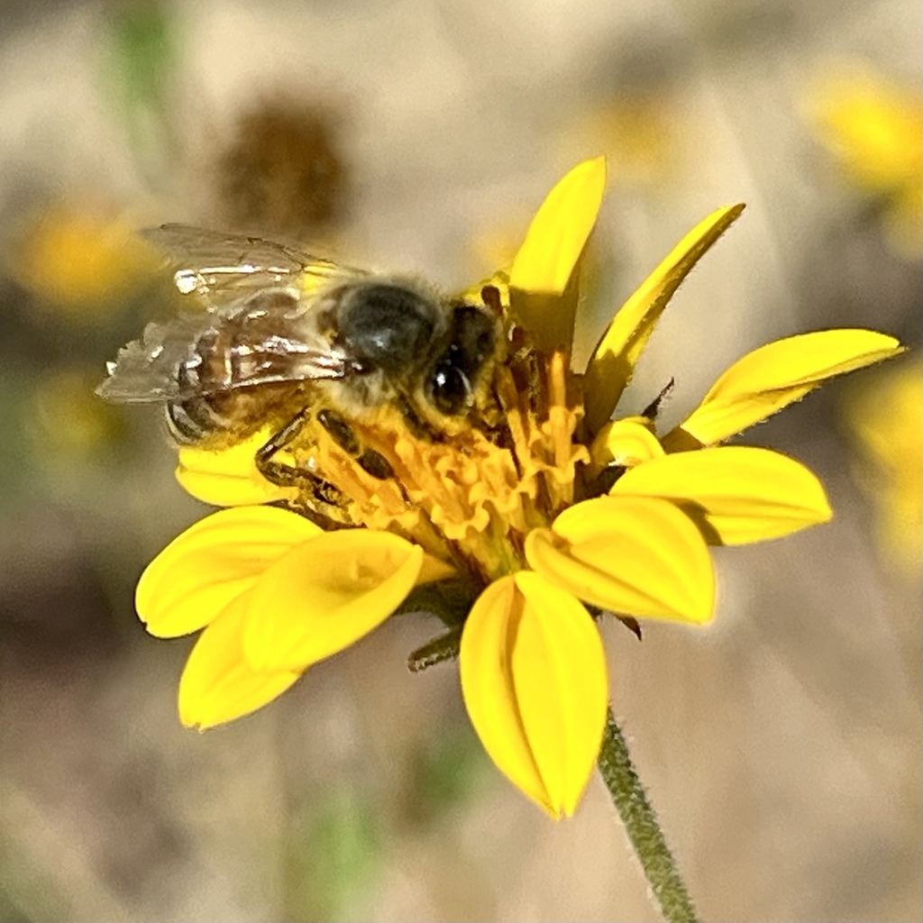 Western Honey Bee from Joshua Tree, CA, US on October 27, 2025 at 09:38 ...