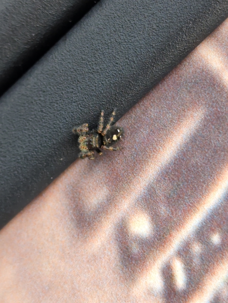 Bold Jumping Spider from Addy St 3500 Block, Washougal, WA 98671, USA ...