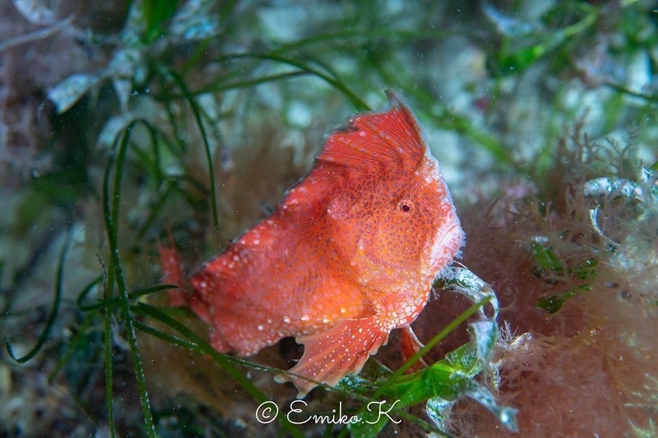Whiskered Prowfish from Southern Ocean, AU on November 27, 2019 at 08: ...
