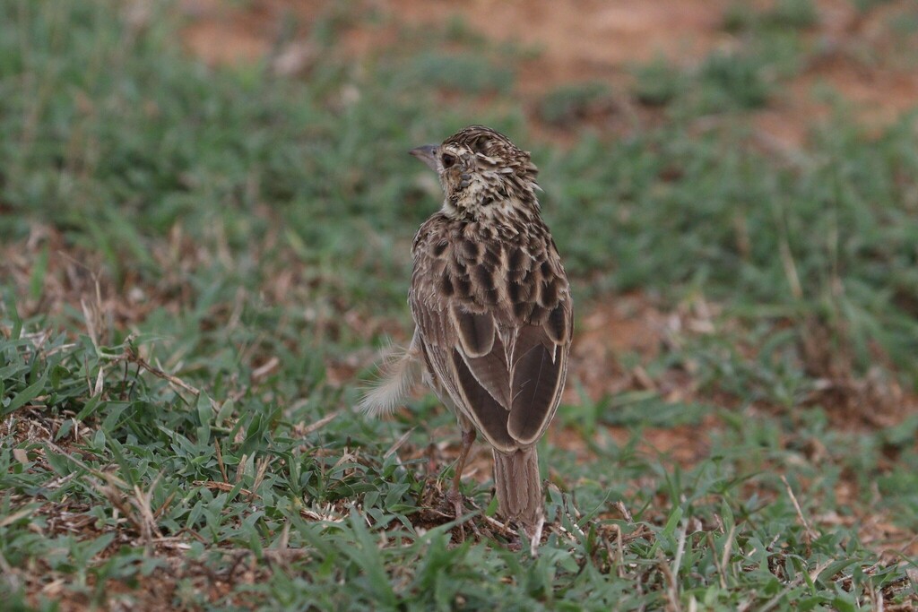 Jerdon's Bushlark from Bundala National Park, Weligatta, bundala 82004 ...