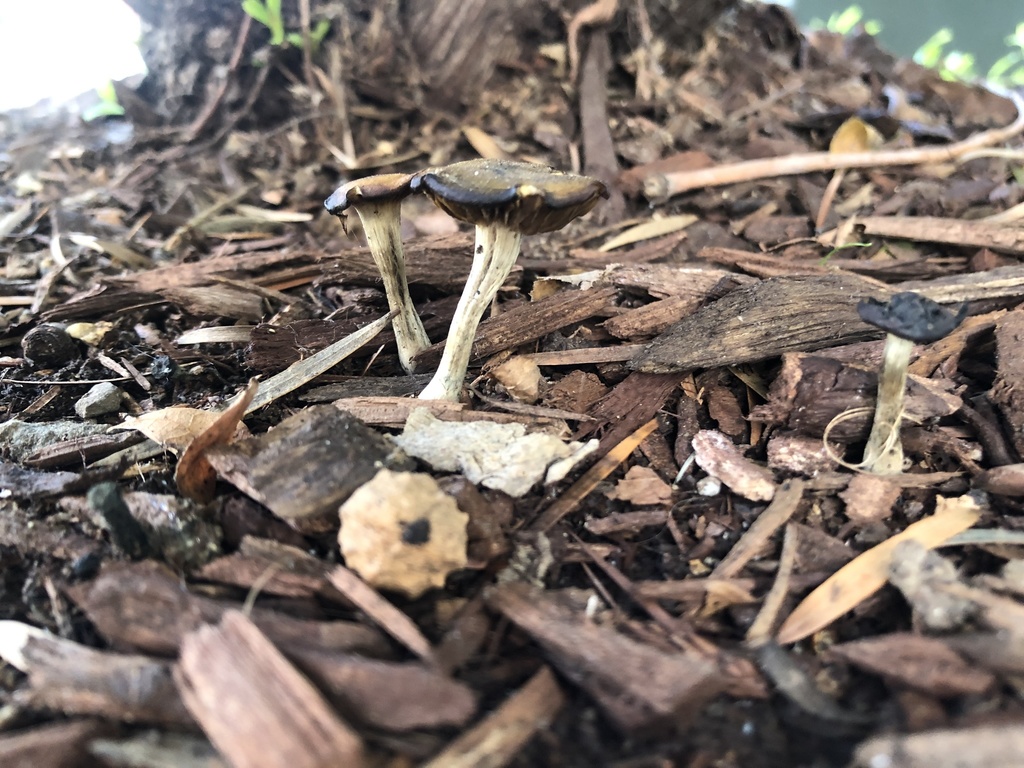 Wavy Cap in December 2019 by hatcherdogg · iNaturalist