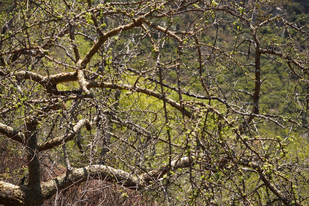 Tall Common Corkwood from Vhembe District Municipality, South Africa on ...