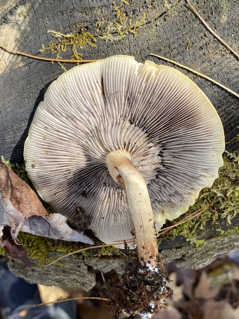 Brick Cap from Lowlands Trail, Austin, PA, US on October 29, 2025 at 12 ...