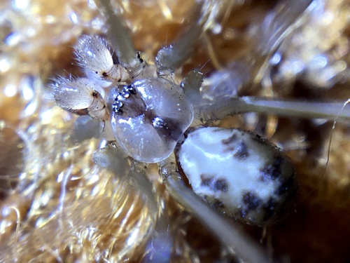 Genus Hoplopholcus · iNaturalist United Kingdom