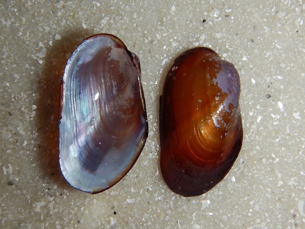 Chestnut Mussel from City of Marco, Marco Island, FL, USA on December ...