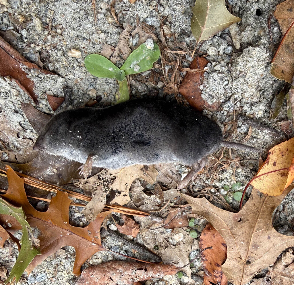 Northern Short-tailed Shrew in October 2025 by johnbotany · iNaturalist