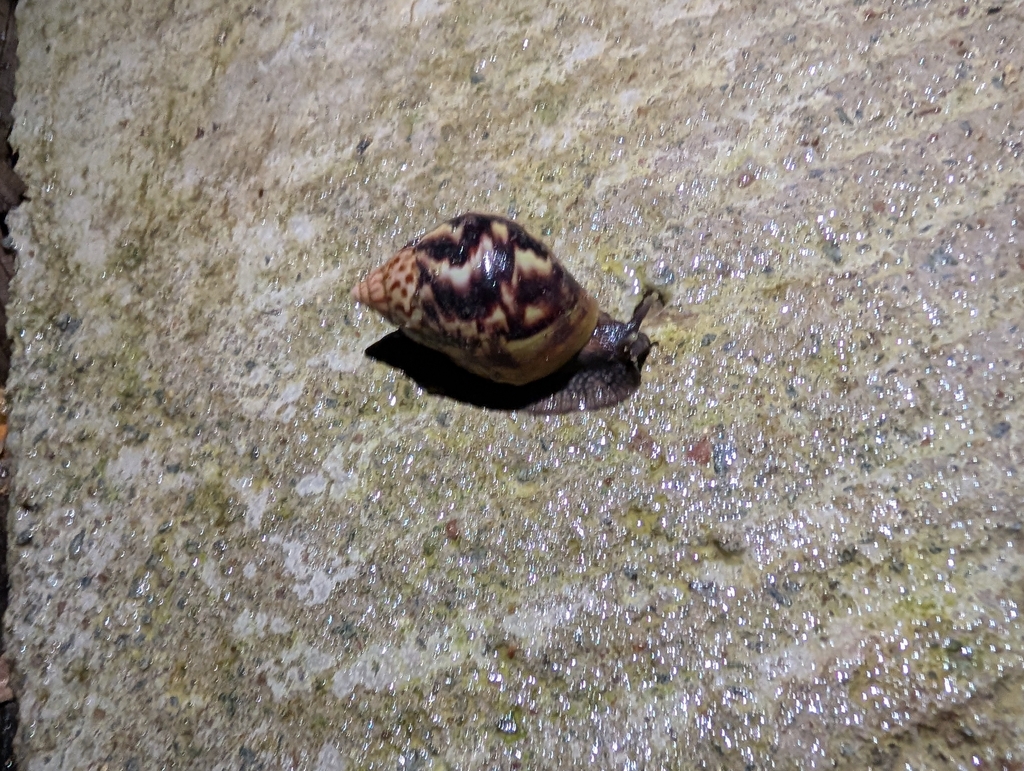 African Giant Snail from 53JV+787, Ecuador on October 29, 2025 at 08:08 ...
