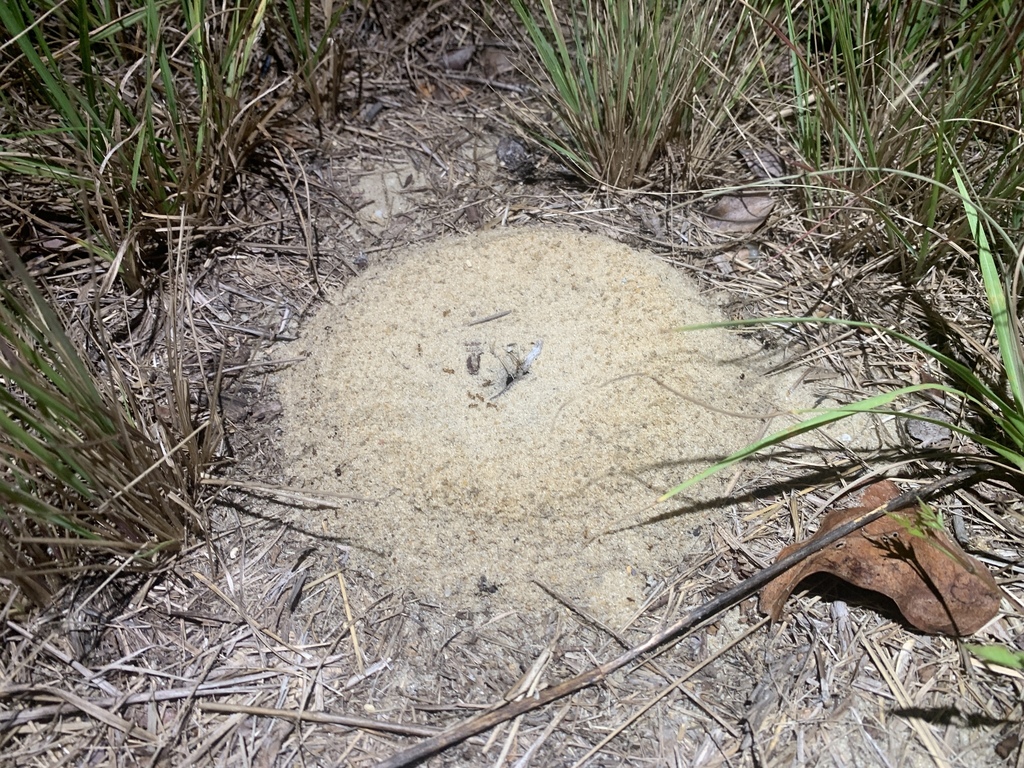 Morris' Big-headed Ant from Nags Head, NC 27959, USA on October 5, 2025 ...