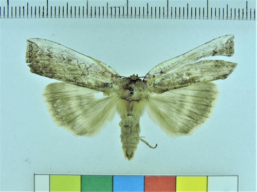 Genus Toxoides · iNaturalist