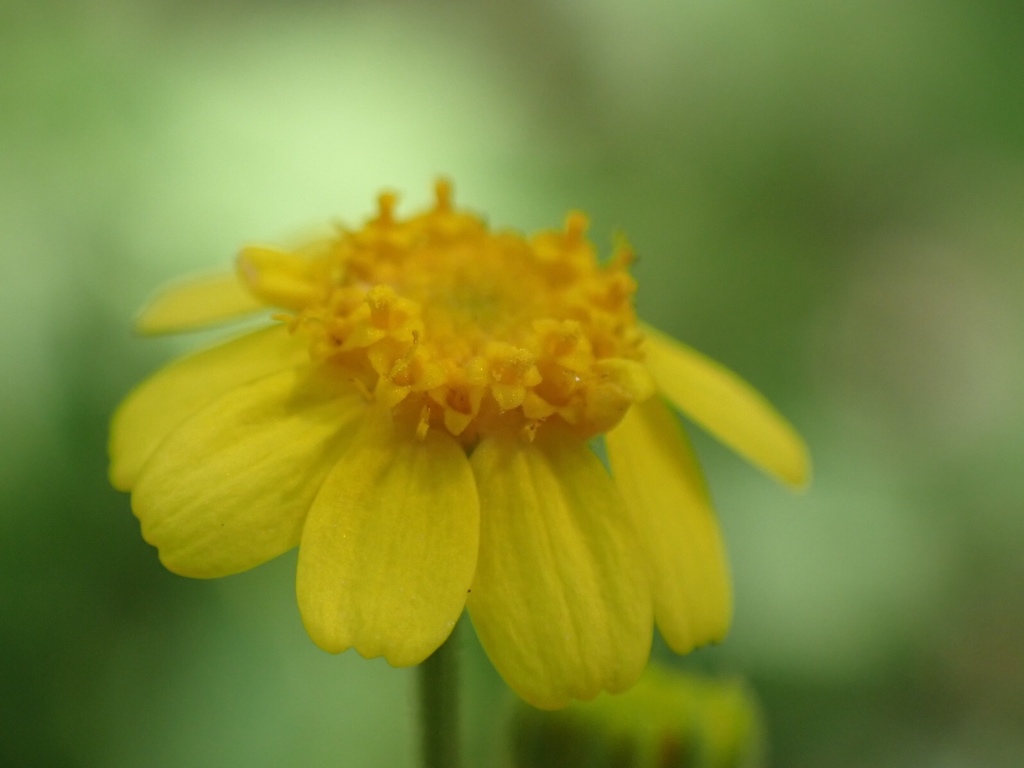 Perityle cuneata marginata from La Paz, BCS, MX on December 27, 2019 at ...