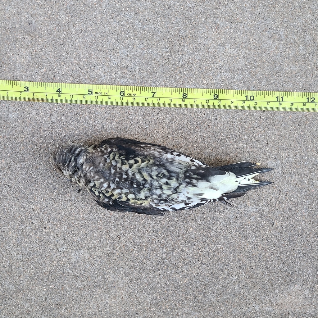 Yellow-bellied Sapsucker from Alpine, TX 79832, USA on October 30, 2025 ...