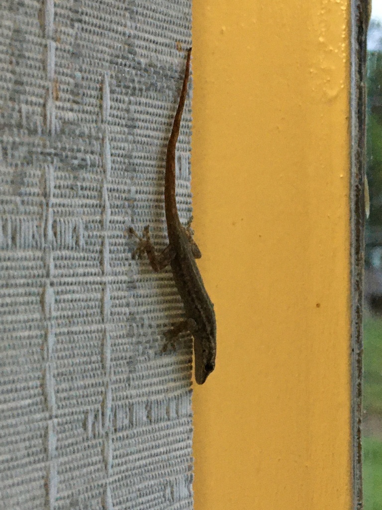 Common Dwarf Gecko from KZN, ZA on December 27, 2019 at 06:33 PM by ...