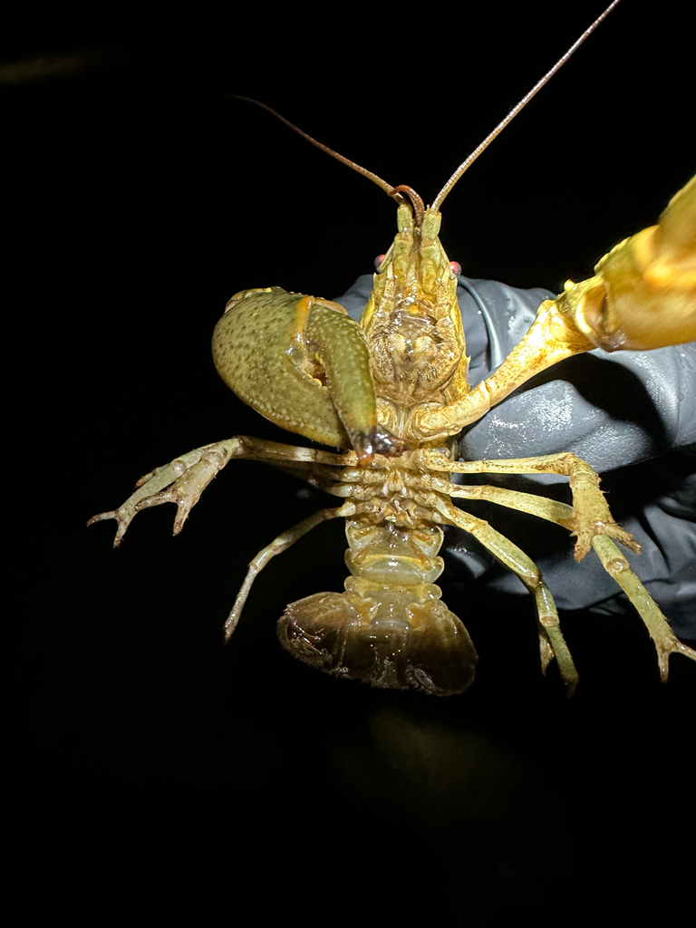 Northern Clearwater Crayfish from Danville, IL, US on October 30, 2025 ...