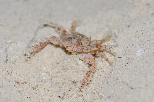 Genus Portunus · iNaturalist