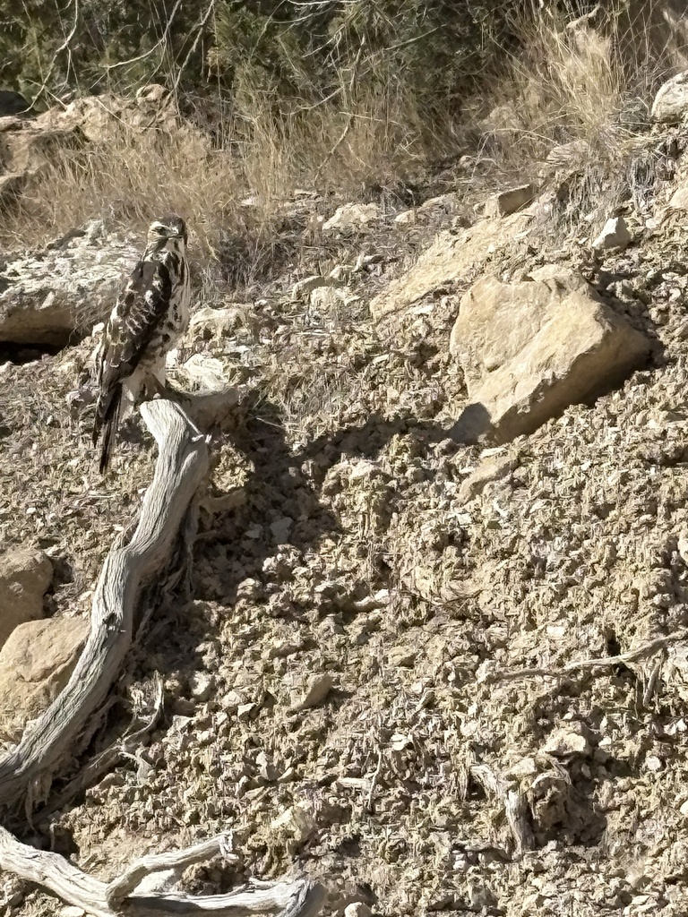 Broad-winged Hawk from Manti-La Sal National Forest, Mayfield, UT, US ...