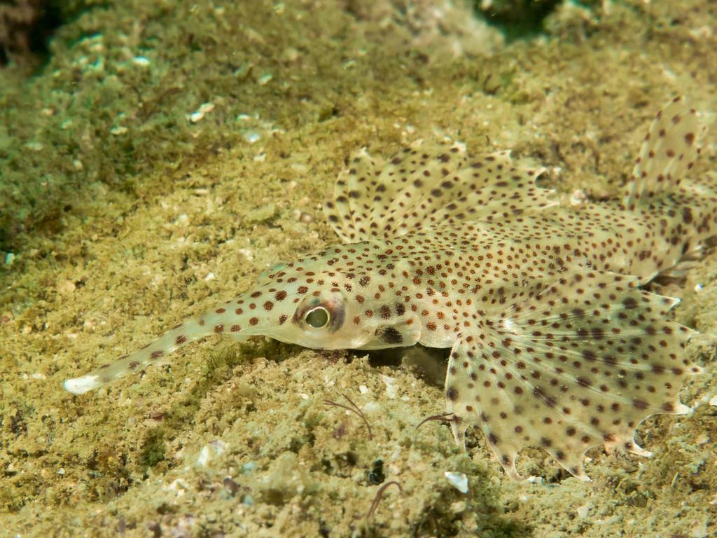 Seamoths (Pegasidae) - Marine Life Identification