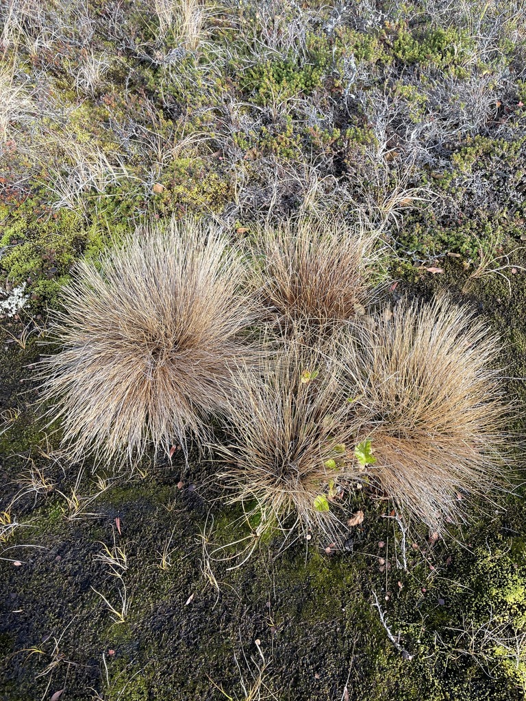 Tufted Bulrush from Nord-du-Québec, QC, Canada on October 17, 2025 at ...