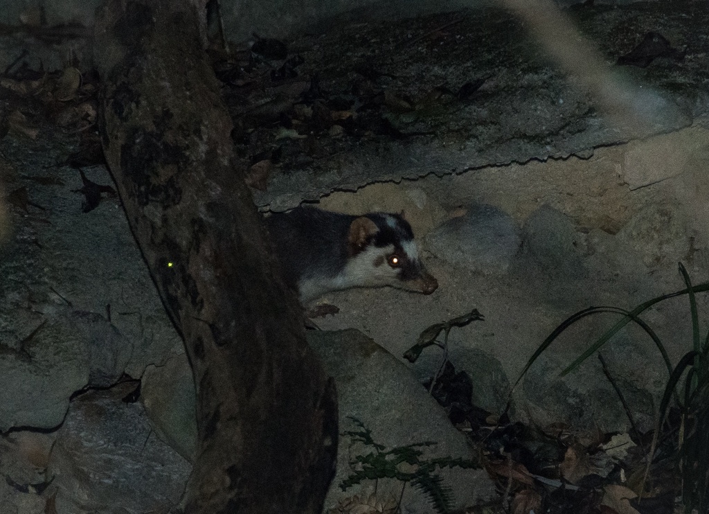 Small-toothed Ferret Badger from Central and Western, HK on December 27 ...