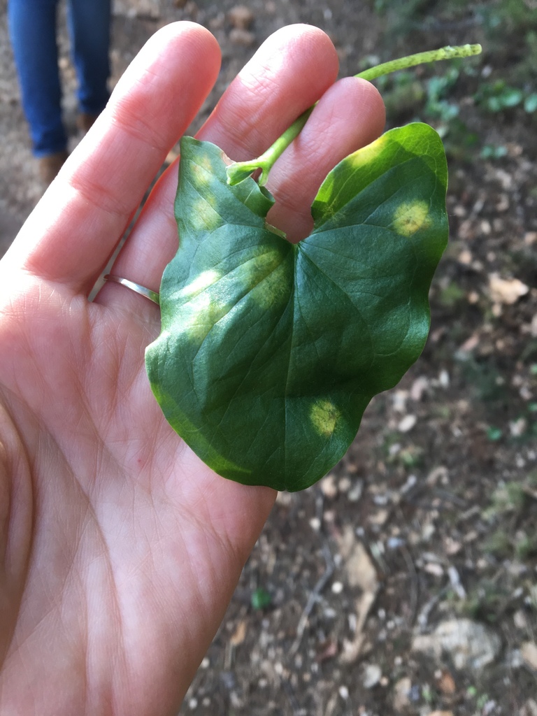 (Phyllosiphonaceae) - Botanical Realm