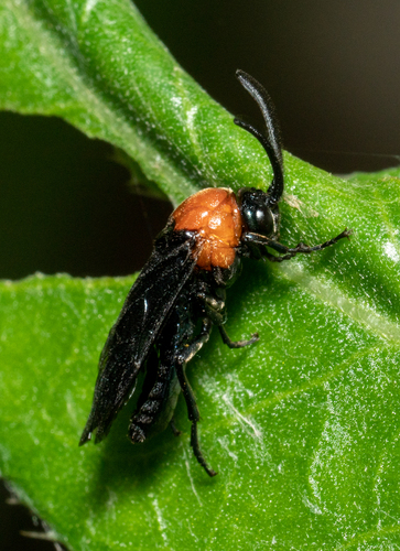 Arge macrops · iNaturalist