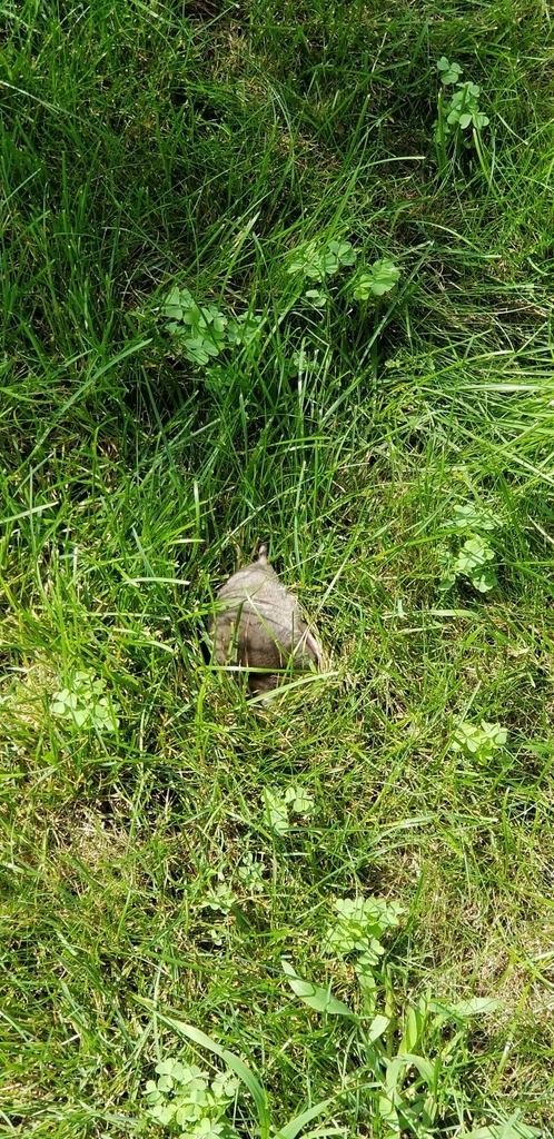 Meadow Voles on August 15, 2019 at 03:05 PM by Margo Fletcher · iNaturalist