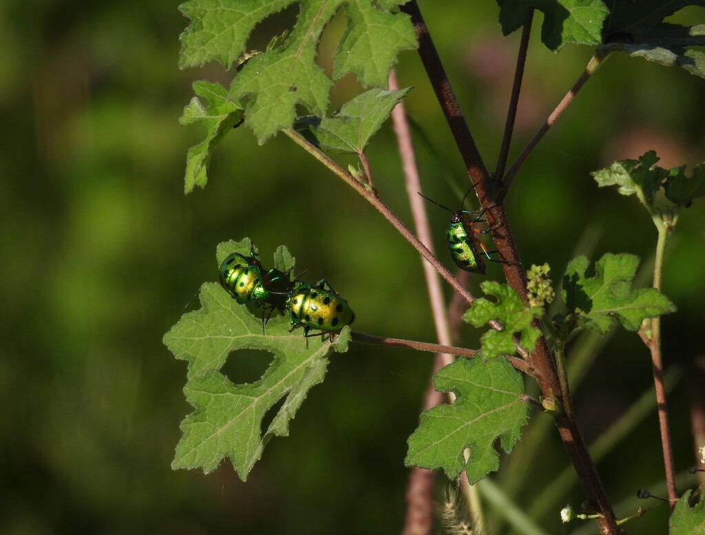 Chrysocoris from Hulimangala Lake on November 1, 2025 at 08:45 AM by ...