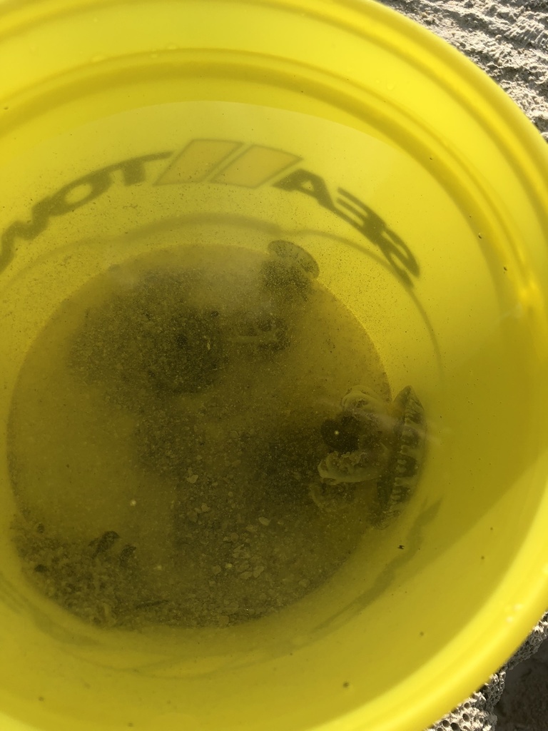 Upsidedown Jellies from Upper Matecumbe Key, Islamorada, FL, US on ...