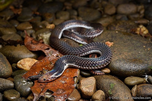 Samarinda Reed Snake (Calamaria hilleniusi) · iNaturalist