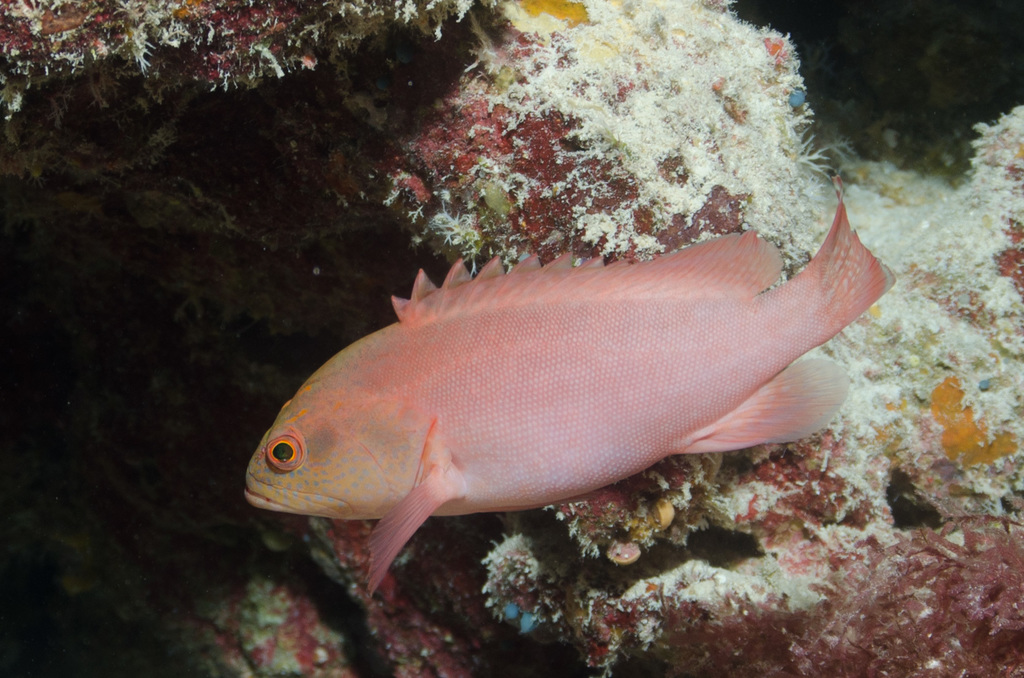 Strawberry Grouper from Holmes Reef, Coral Sea on November 24, 2016 by ...