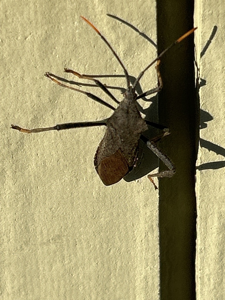 Acanthocephala terminalis from Alpha Ridge Park, Marriottsville, MD, US ...