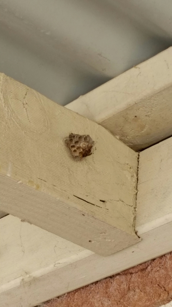 Umbrella Paper Wasps from Wollondilly, AU-NS, AU on December 17, 2016 ...