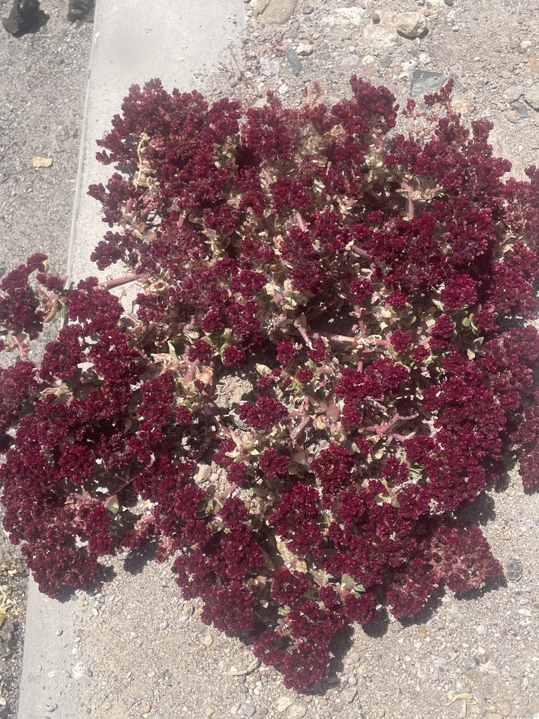 Cistanthe celosioides from Quebrada de Cardones Natural Monument, Arica ...