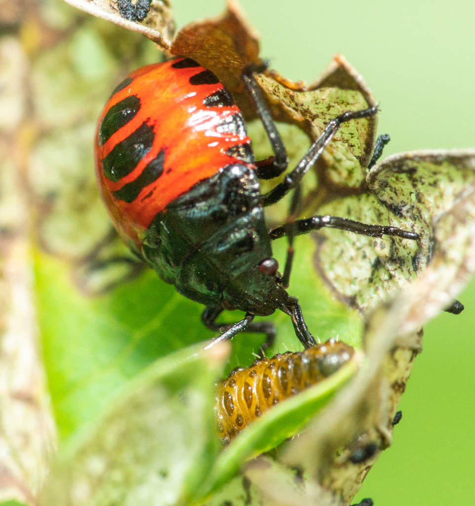 Blue Shield Bug from г. Курган, Курганская обл., Россия on July 29 ...