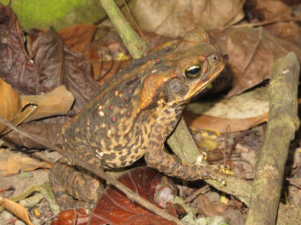 Cane Toad from La Torre, Lares 00669, Puerto Rico on December 27, 2019 ...