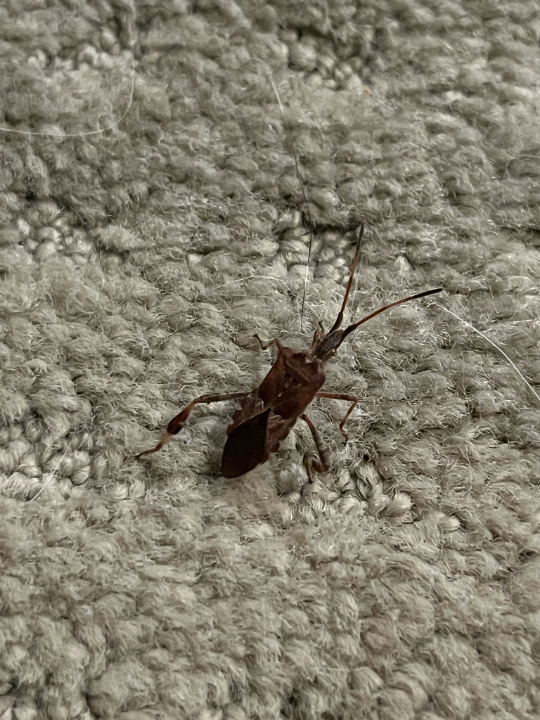 Western Conifer Seed Bug from V St, Port Townsend, WA, US on November 2 ...