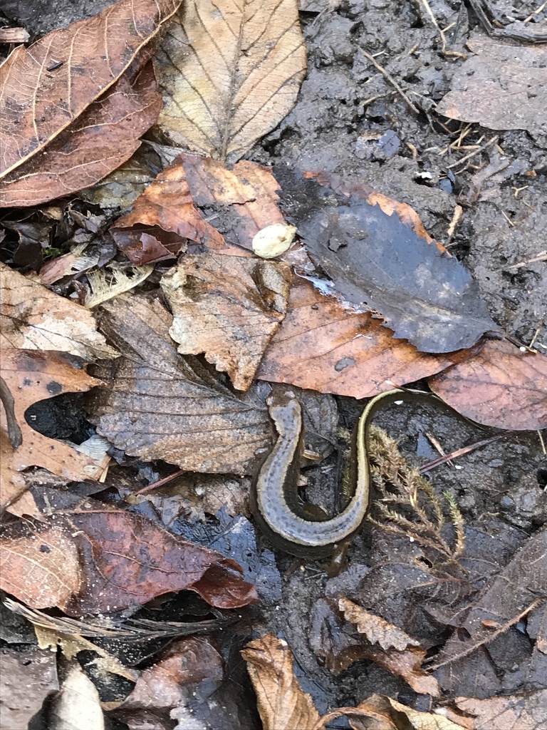 Brook Salamanders from Ijams Nature Center, Knoxville, TN, US on ...