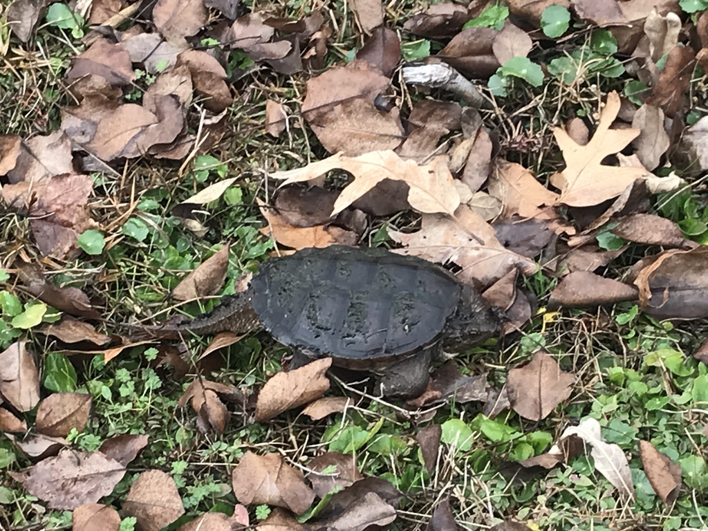 Common Snapping Turtle from 4H Camp Rd, Swansboro, NC, US on December ...