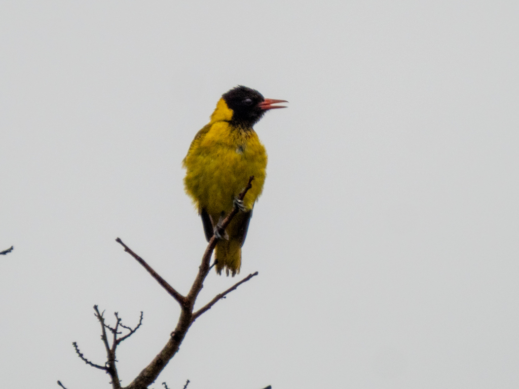 Black-headed Oriole from uMkhanyakude District Municipality, South ...