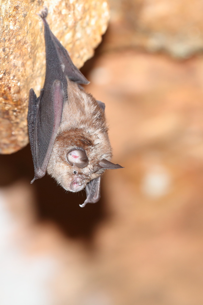Greater Horseshoe Bat from Salamanca, España on December 30, 2019 by ...