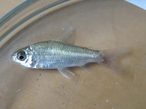 Cyphocharax saladensis · iNaturalist